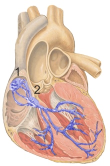 Atrioventricular (AV) node - CardioWiki