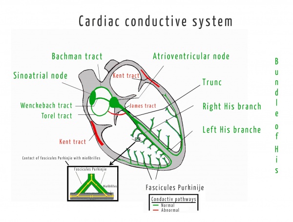 Conduction system of the heart - CardioWiki